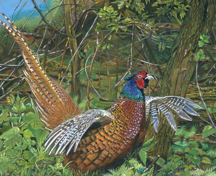 "Pheasant in the woods" - GALLERY 1608