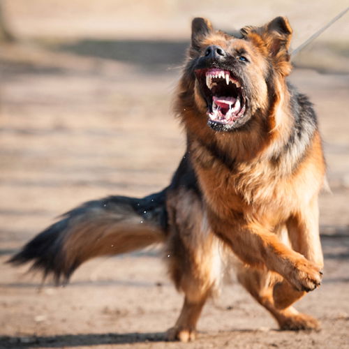 Downfall to Aversive Dog Training Tools - Brilliant Best Friends