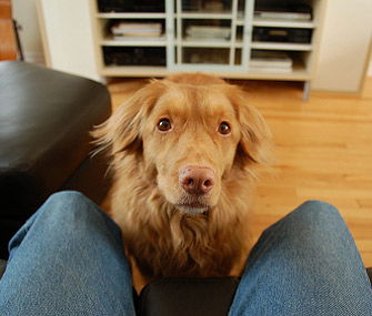 A Hands Free Way to Get your Dogs Attention or Interrupt your Dog - The ...