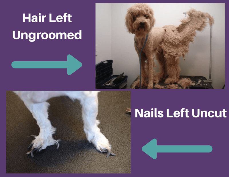 Why is grooming essential? - Brilliant Best Friends