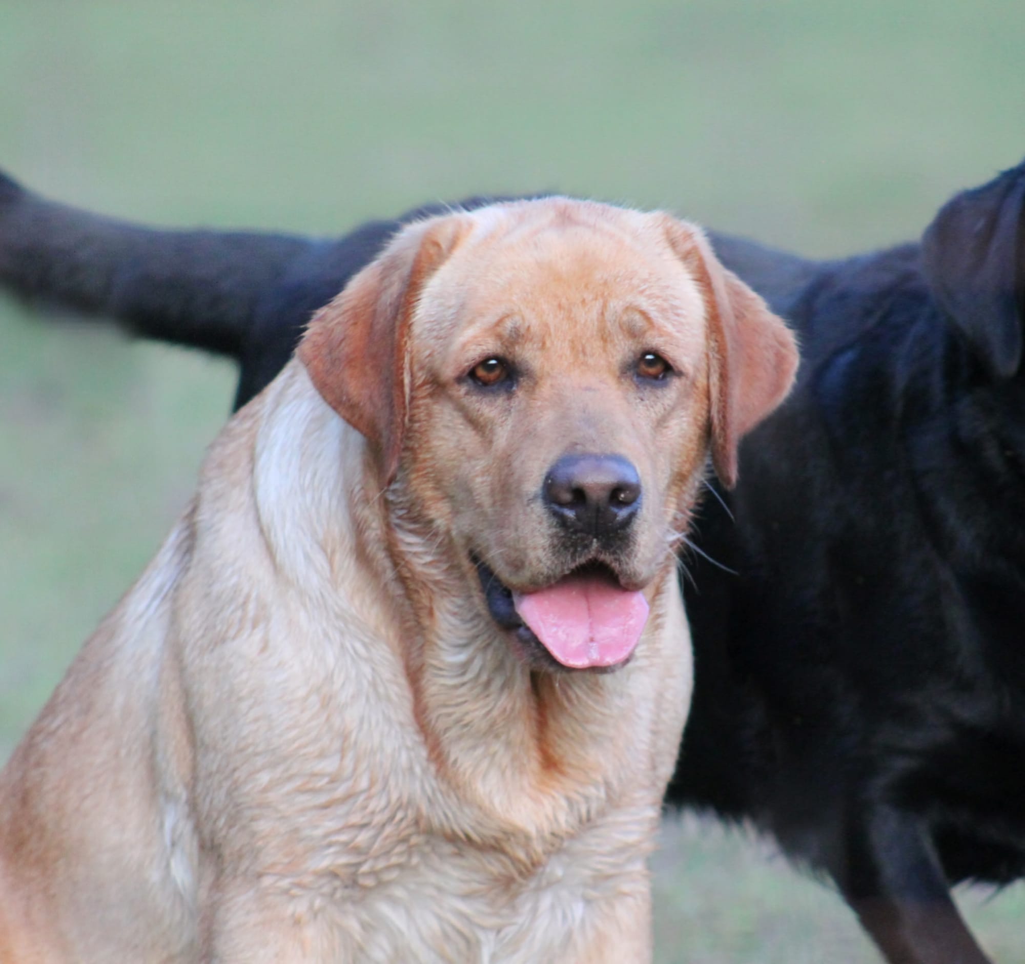 Honeybun - Penny Lane Labradors