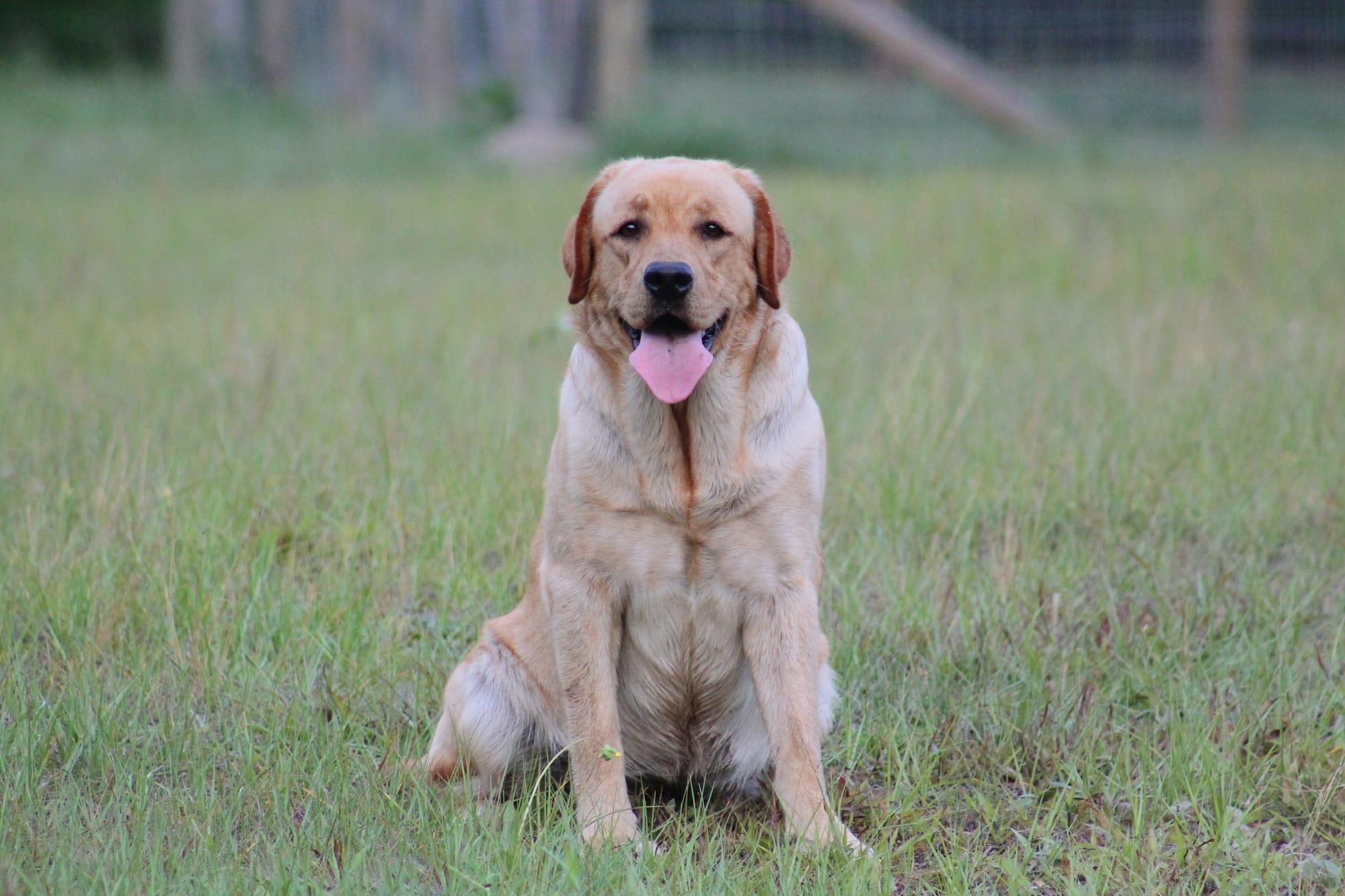 Honeybun - Penny Lane Labradors