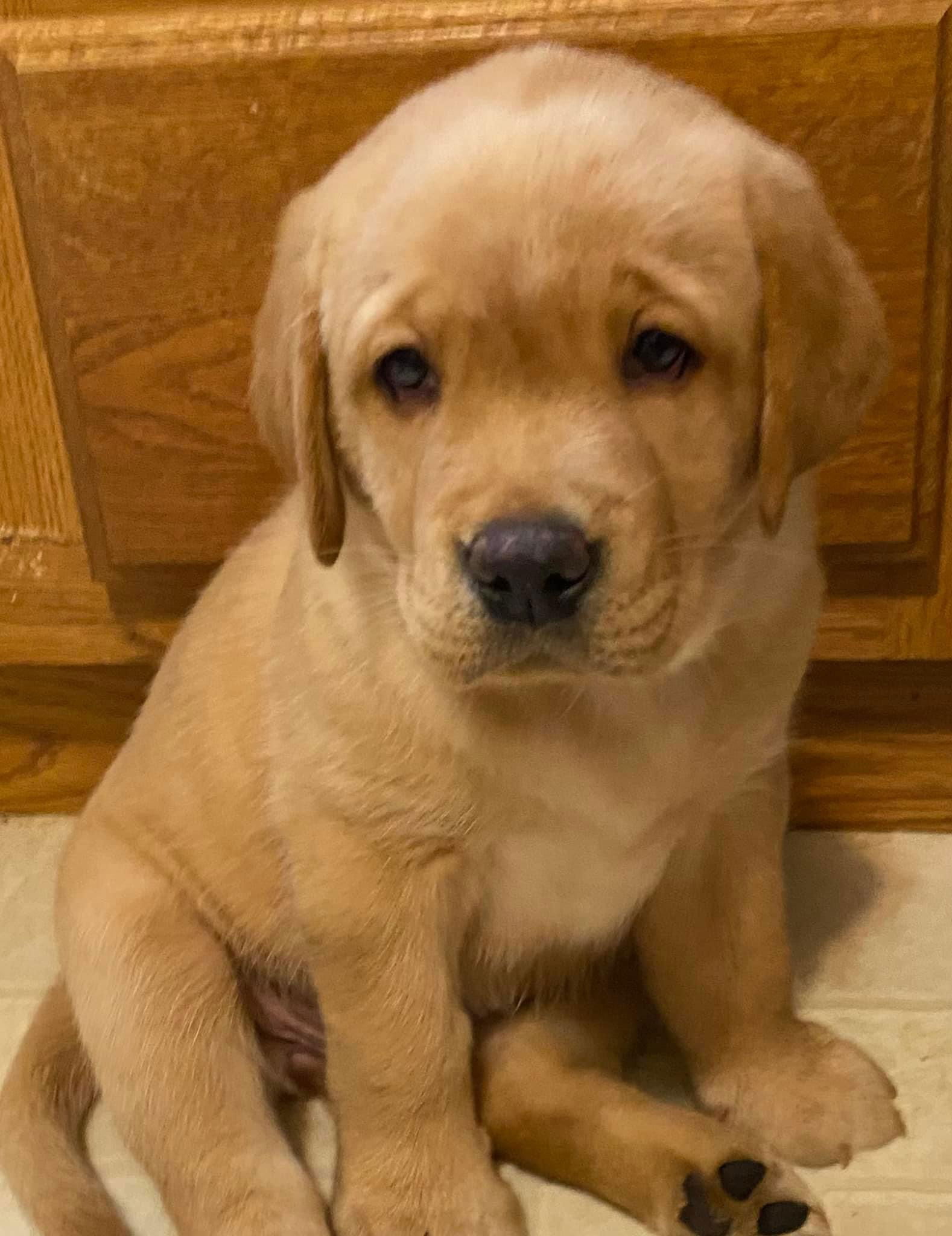 Honeybun - Penny Lane Labradors