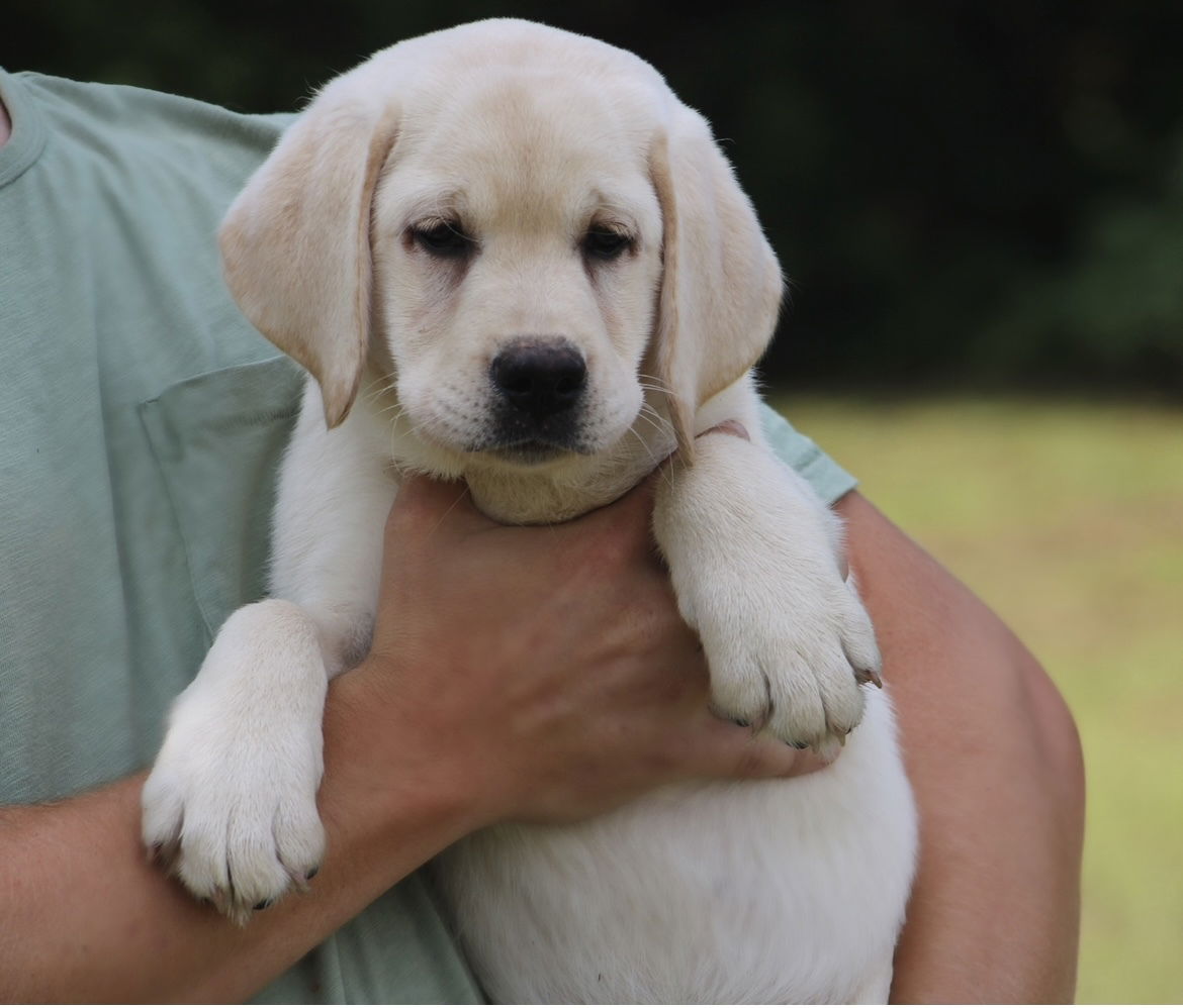 Sheba - Penny Lane Labradors