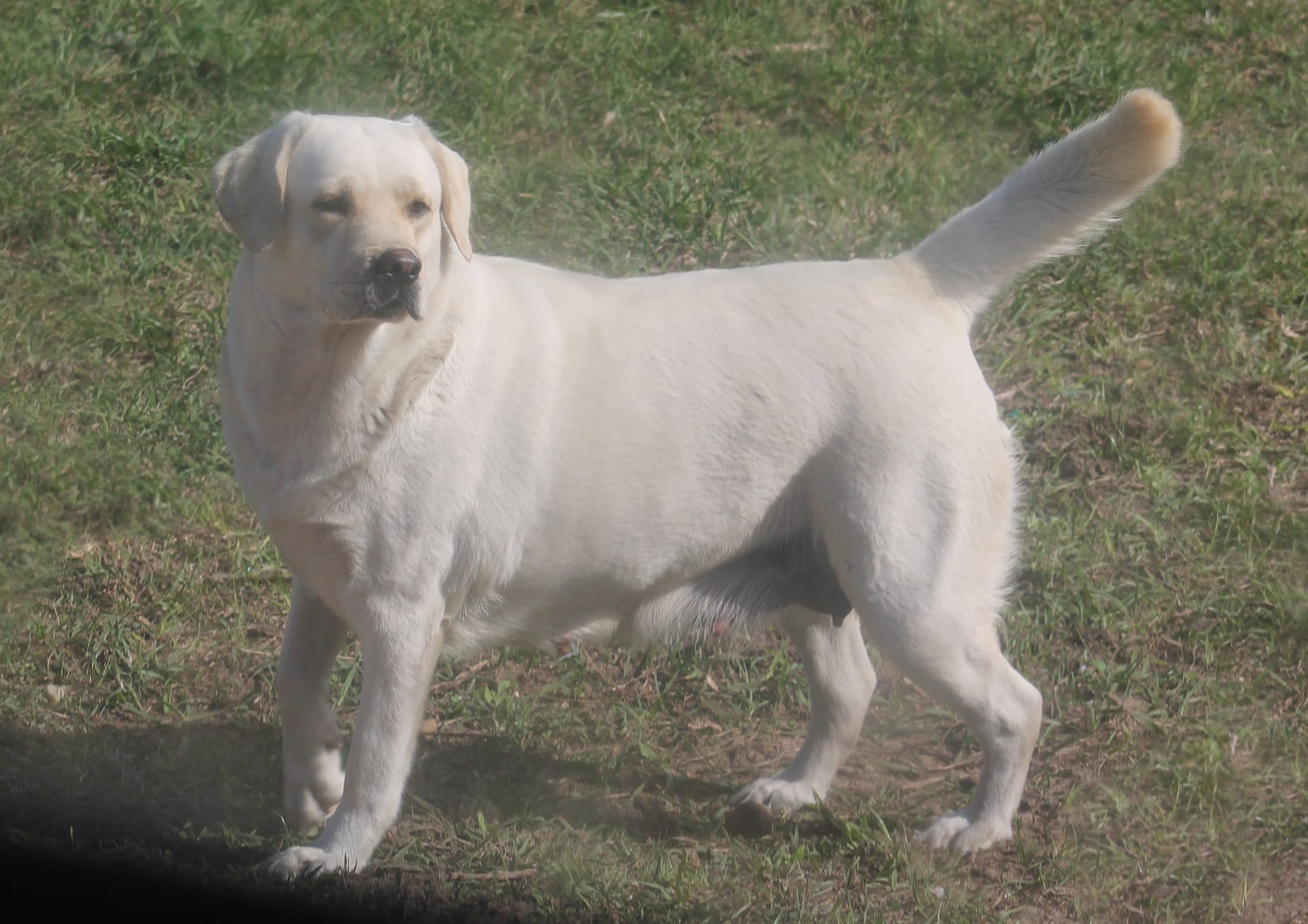 IVORY - Penny Lane Labradors