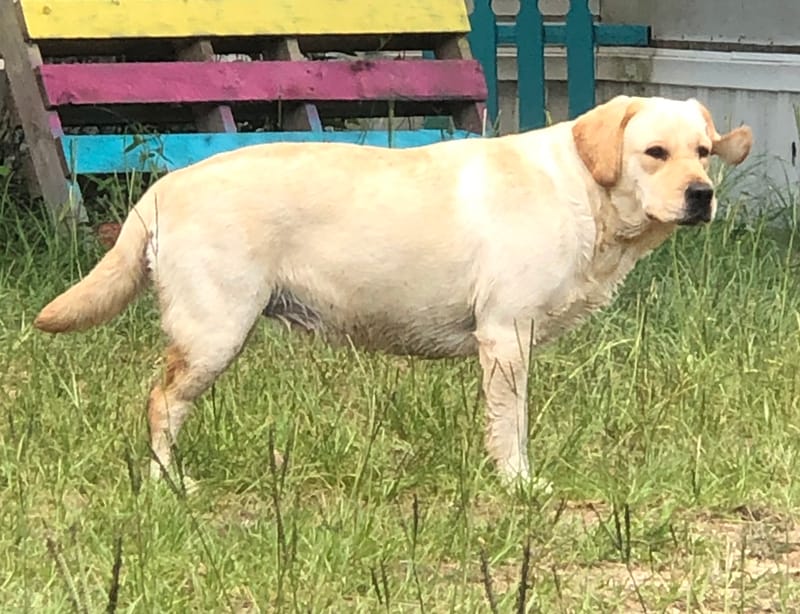 Pennylane|Labradors|English|puppies|Florida|Breeder|Labs|Yellow|Black ...