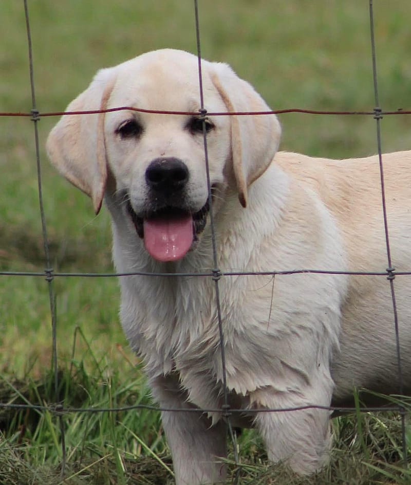 Pennylane|Labradors|English|puppies|Florida|Breeder|Labs|Yellow|Black ...