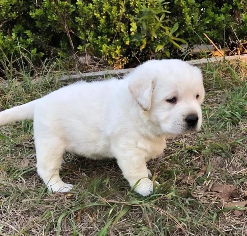 Puppy Love - Penny Lane Labradors