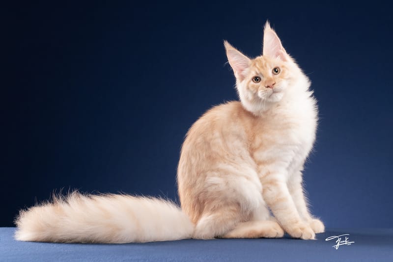 Ardel Glorious Ruler * TH - Tigercooncat Maine coon Cattery