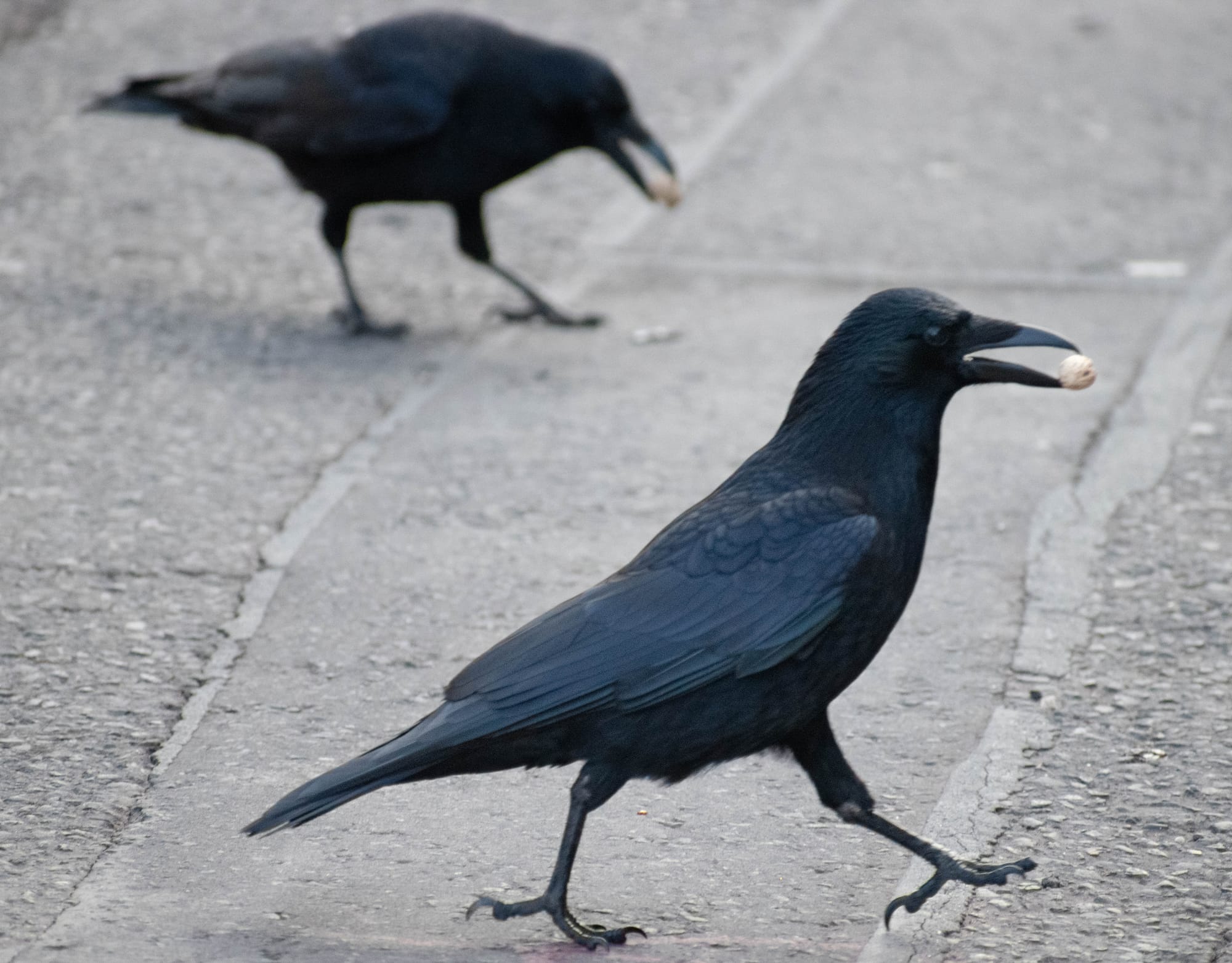 The Rainbow Crow | Birding in Full Colour