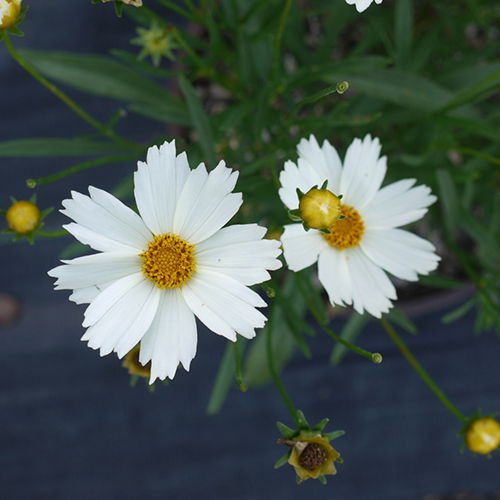 Coreopsis White - Schultz Garden Center