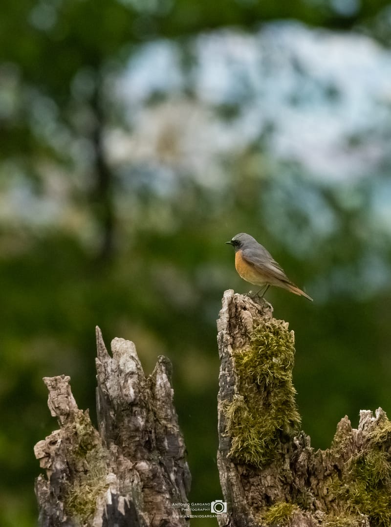 Gartenrotschwanz - Phoenicurus phoenicurus - Antonio Gargano Photography