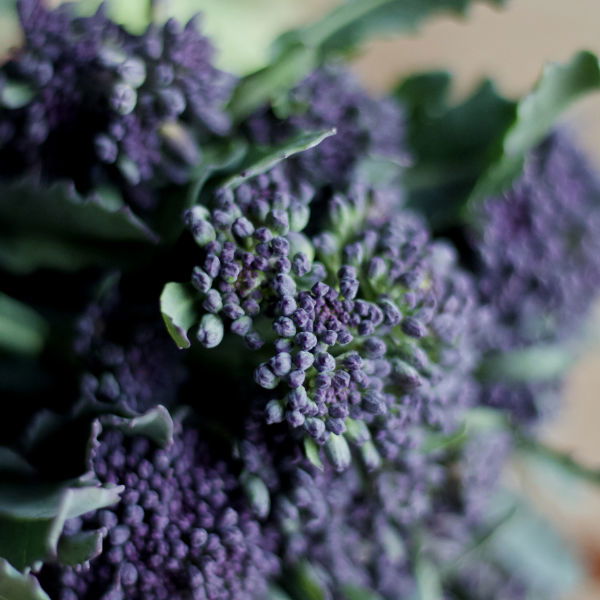 Roots Recommended - Roots