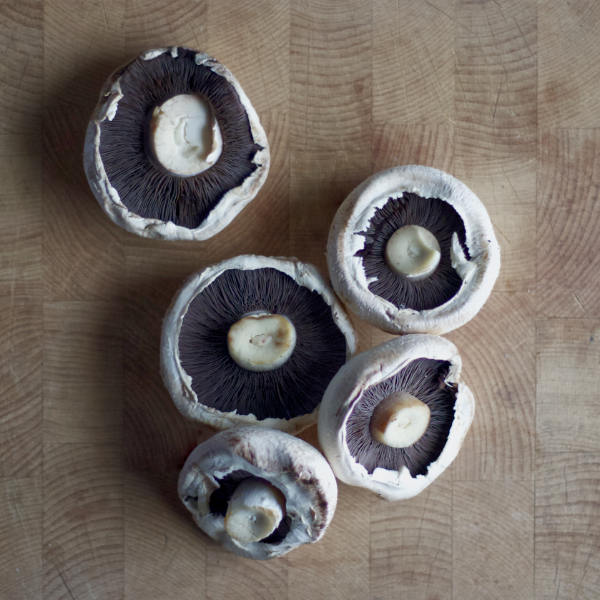 Flat Mushrooms - Roots