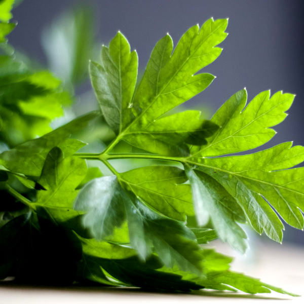 Roots Recommended - Roots