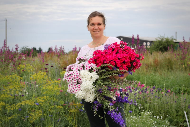 Pick Your Own Flowers at Roots Family Farm Shop Rushwick Worcester