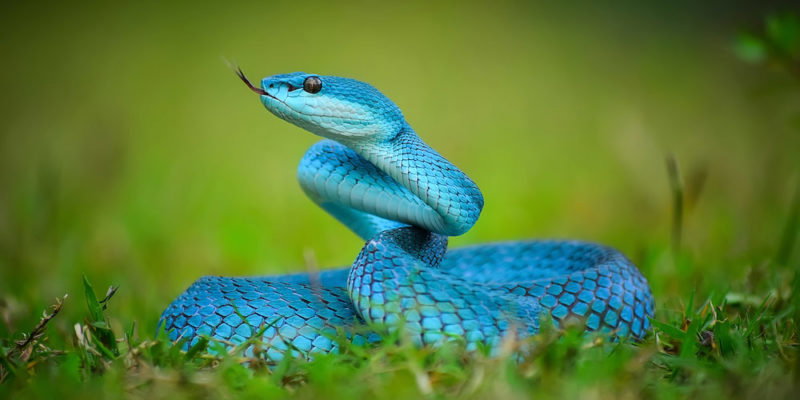 ¿Qué son los reptiles ? - Blog de Brian Gael Peña Escalona