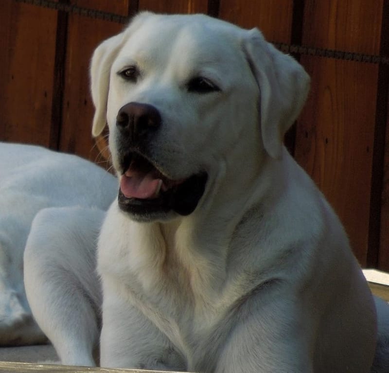 Texas White Labs - White Lab Puppies