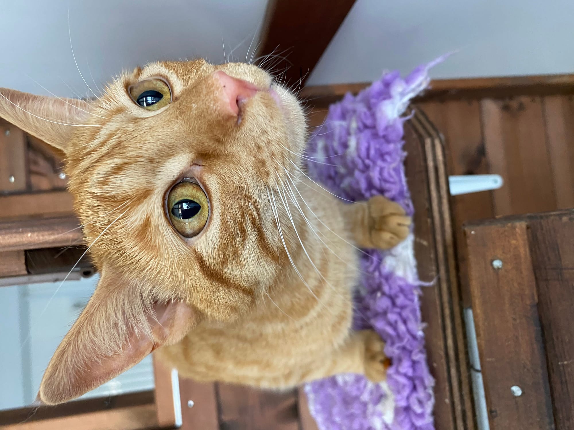 5 Star rated cattery in bucks near Leighton buzzard and aylesbury