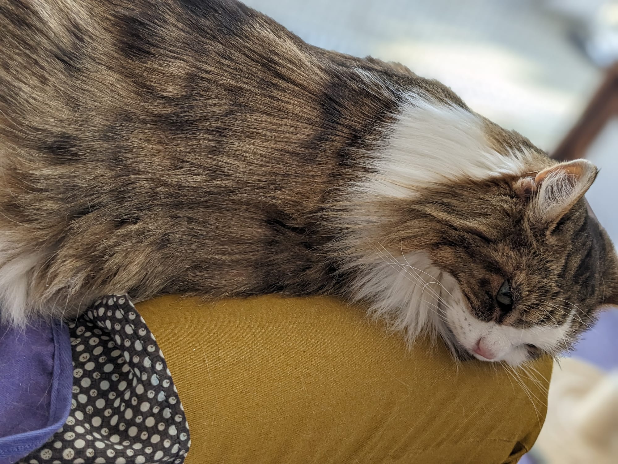 5 Star rated cattery in bucks near Leighton buzzard and aylesbury