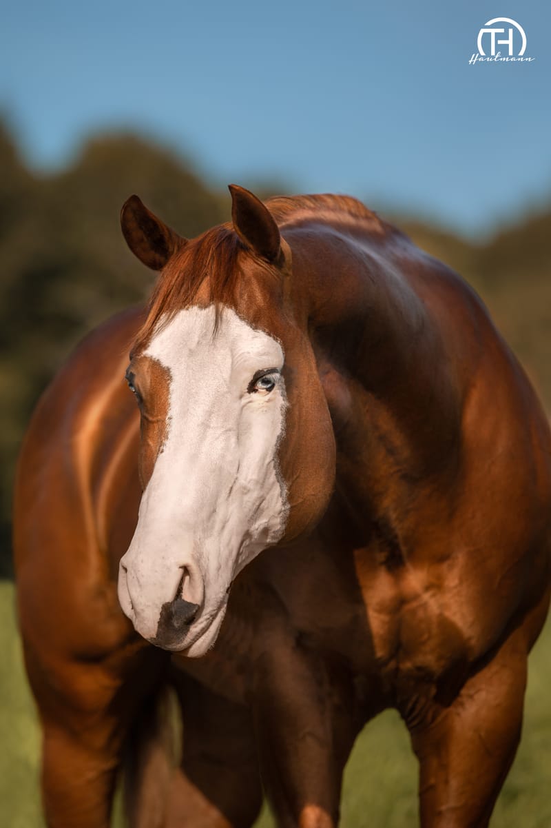 Quarter Horse Deckhengst Gunner Sohn Grays Starlight Enkel