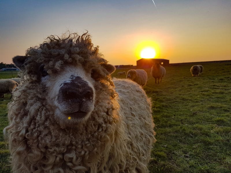 Cross grazing with sheep - Abbotts View Livery