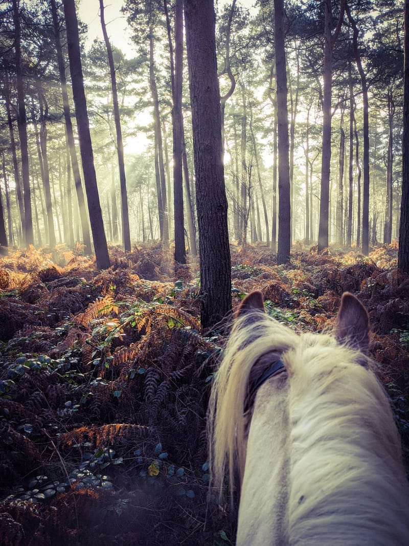 Rushmere Country Park - 20 mins drive away - Abbotts View Livery