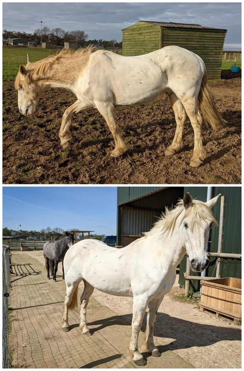 Natural Track Livery