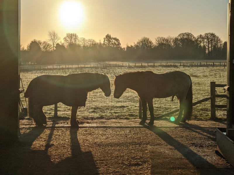 Two herds? Why not one big herd? - Abbotts View Livery