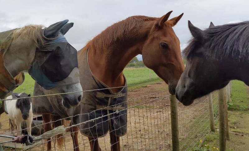 Introducing little Jim - continued - Abbotts View Livery