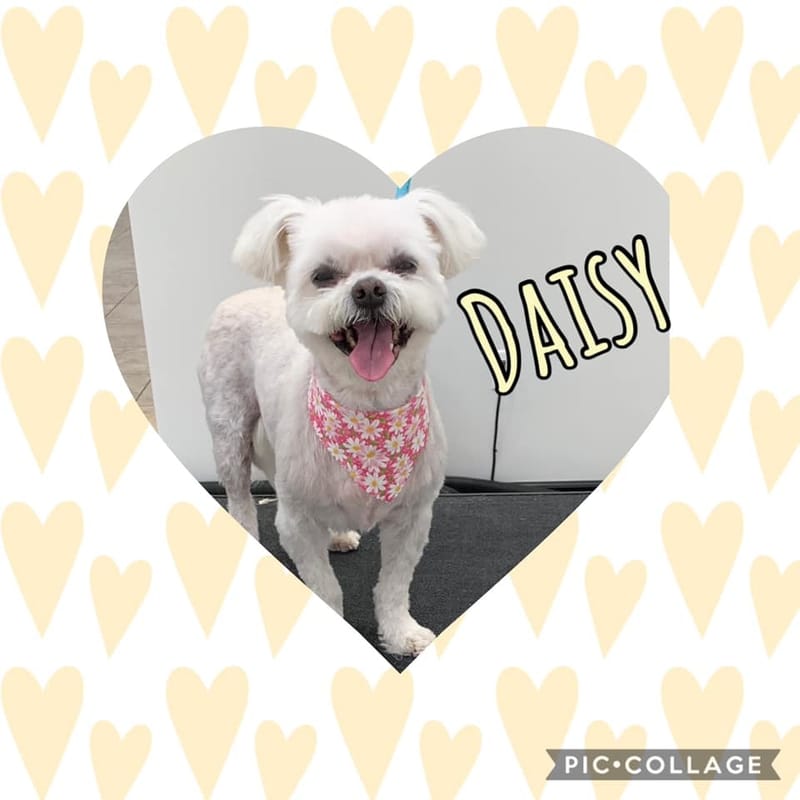 Vanity Fur Pet Spa & Grooming, LLC