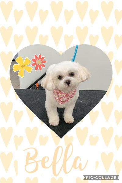 Vanity Fur Pet Spa & Grooming, LLC