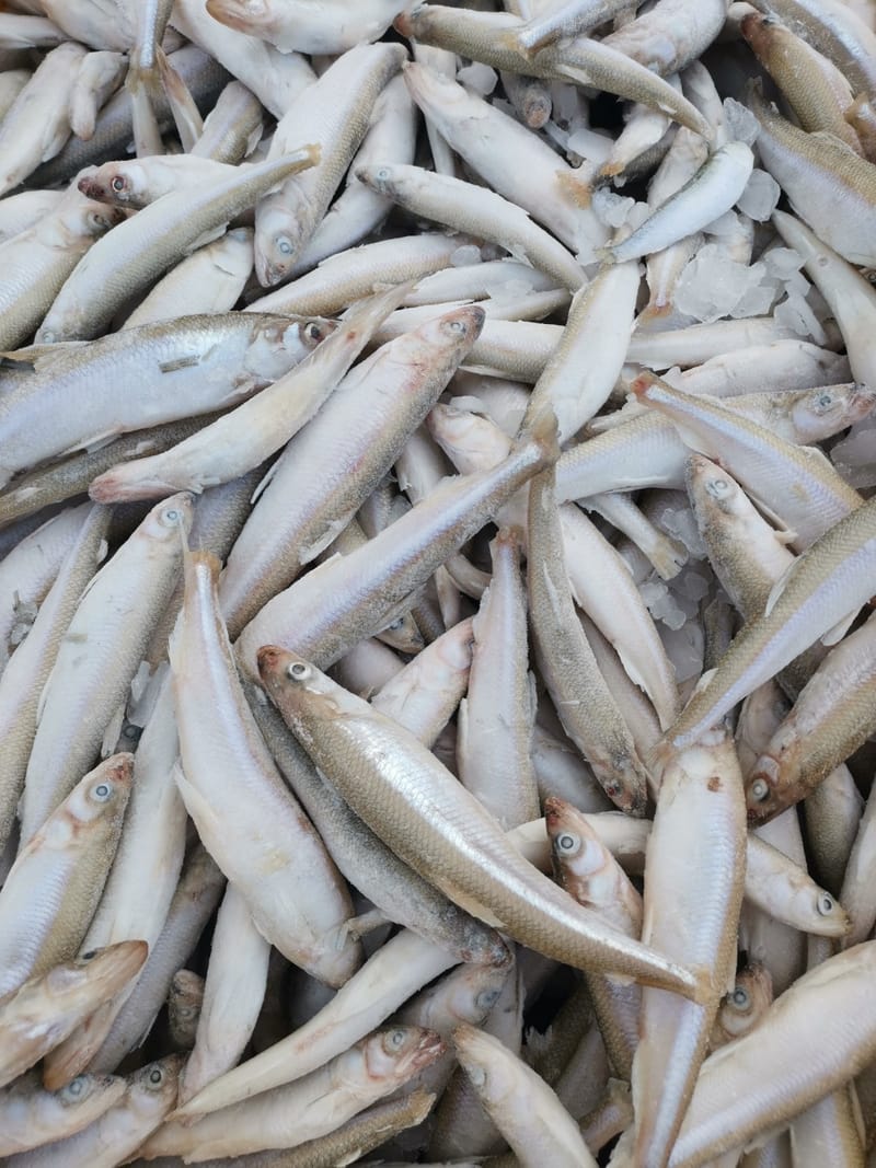 Svaigas zivis - zivisjelgava.lv