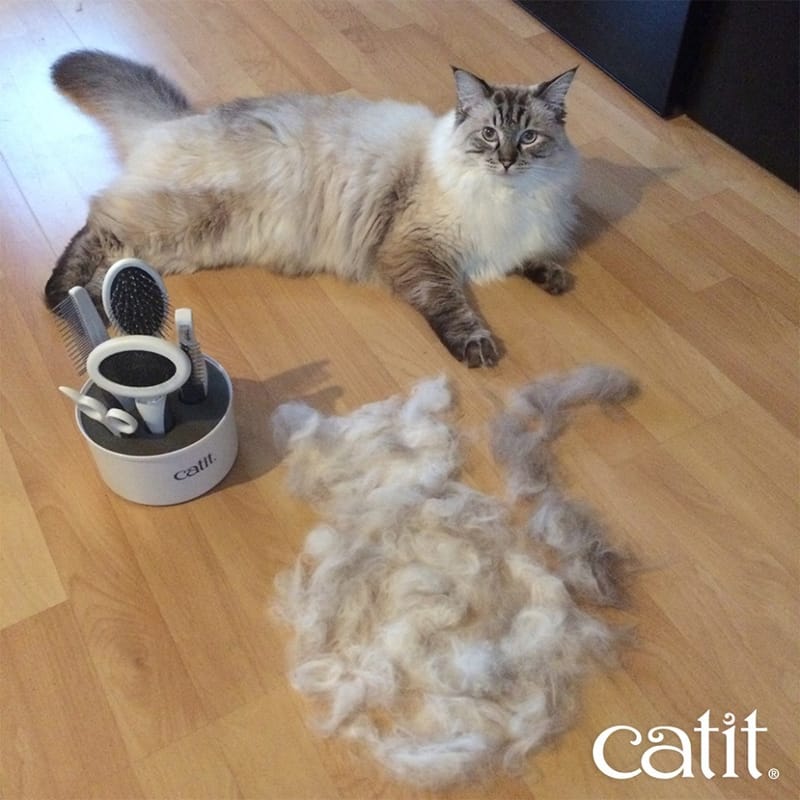 Lame pour enlever le sous-poils des chats