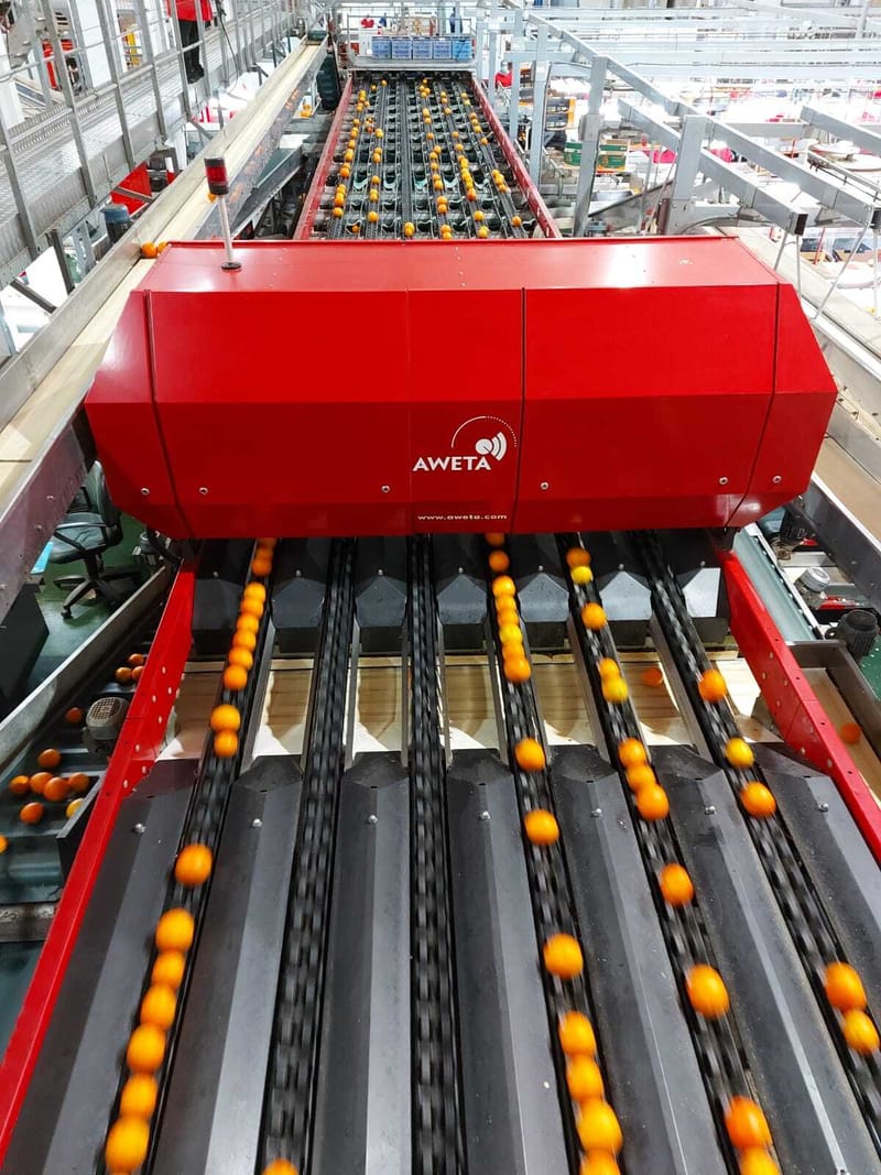 Used Fruit grading lines