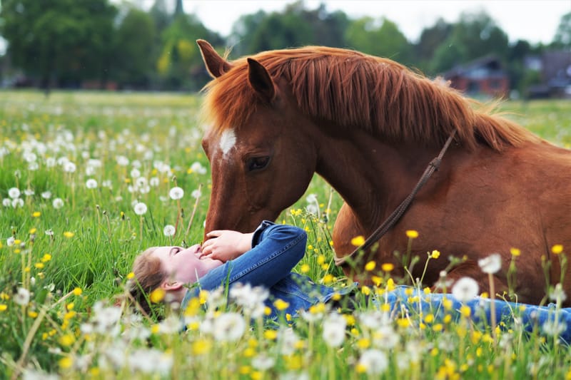Galerie - Human- Horse- Coaching
