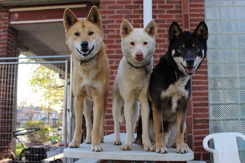 Training Primitive Dogs - WolfdogProject
