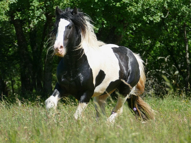 Nos Juments Irish Cob - Irish Cob du Cluzelet