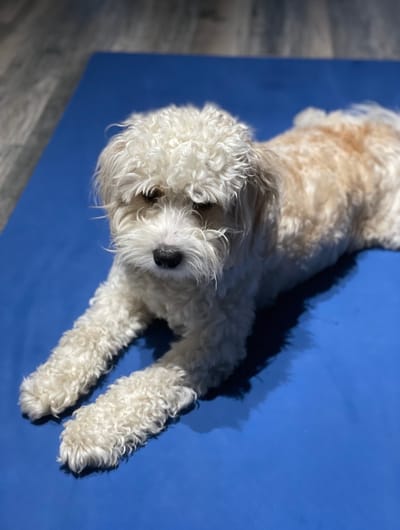 Van Isle Cavapoos and Cavaliers