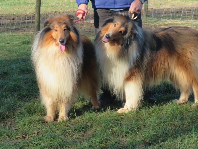 Sunshine - CAPRIOARA - OMORDHA