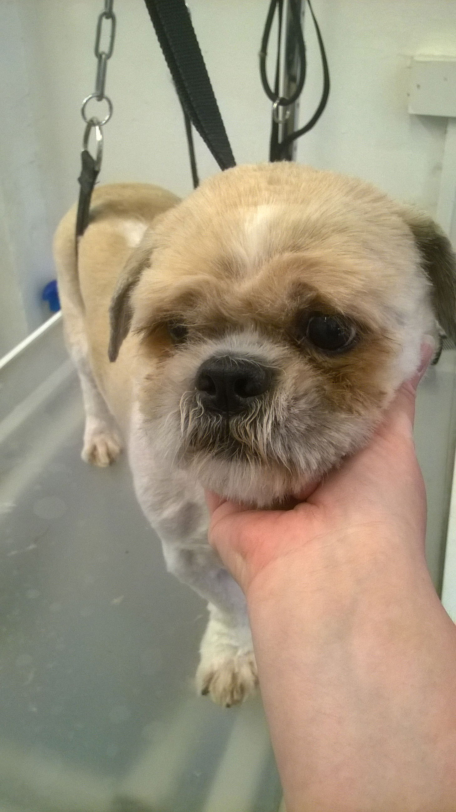 Pesky Pooch Dog Grooming - Dog Grooming