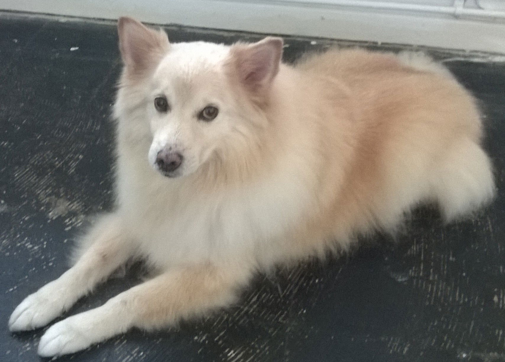 Pesky Pooch Dog Grooming - Dog Grooming