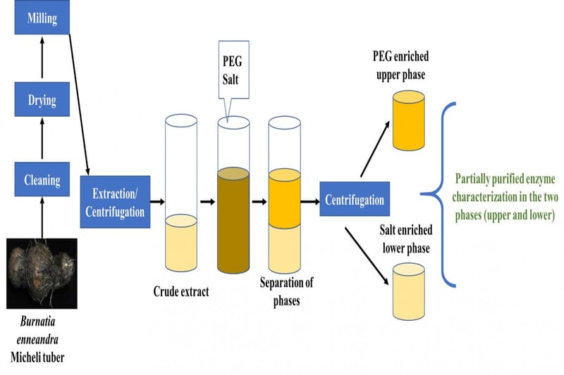 Use of Aqueous Two-Phase System for Partial Purification and ...