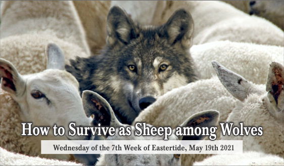 How To Survive As Sheep Among Wolves - Be Happy Live Positive