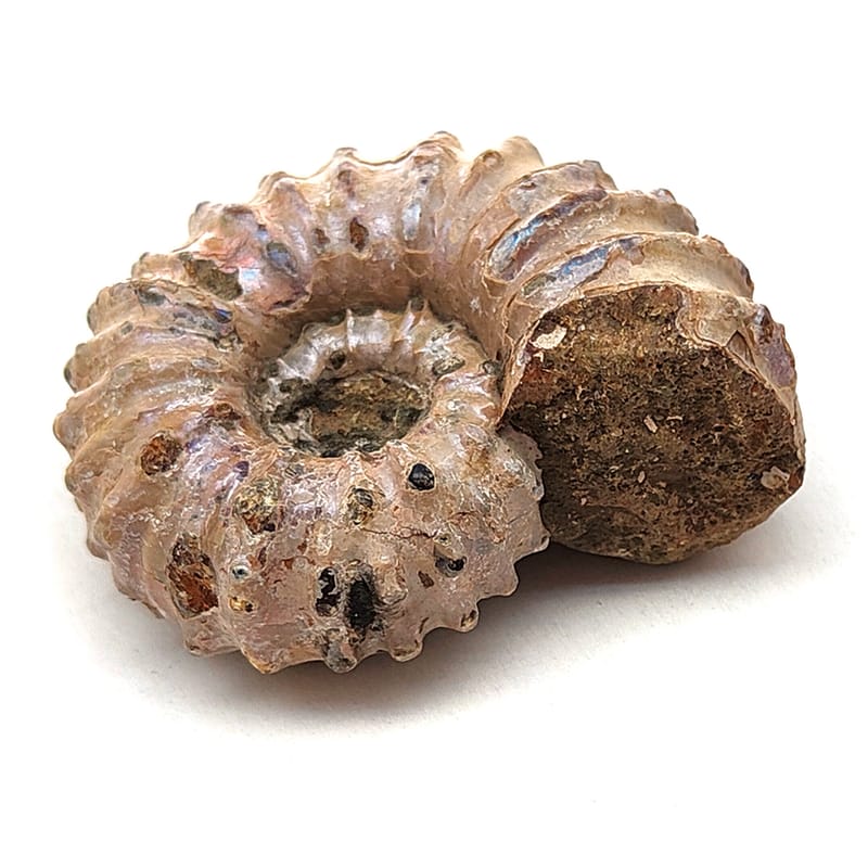 LOTE 12 UDS AMMONITES (PERU)