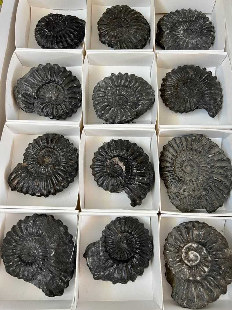 LOTE 12 UDS AMMONITES (PERU)