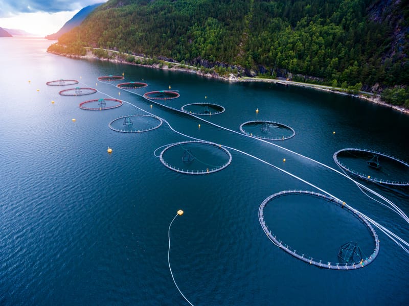 Open net pens - Today's Farmed Fish