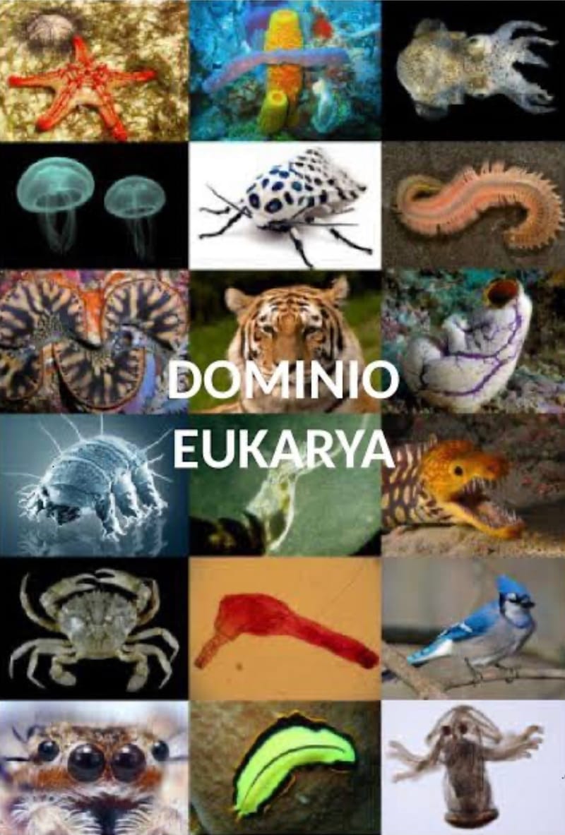Dominio Eukarya - Biología