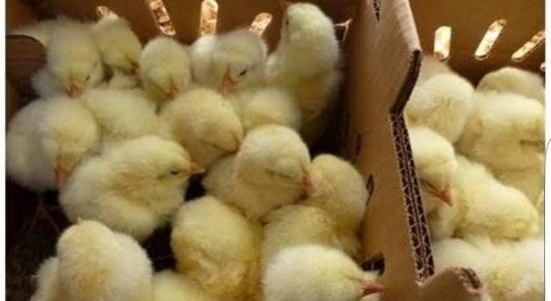 Two (2) Week Old Broiler Chicks for sale