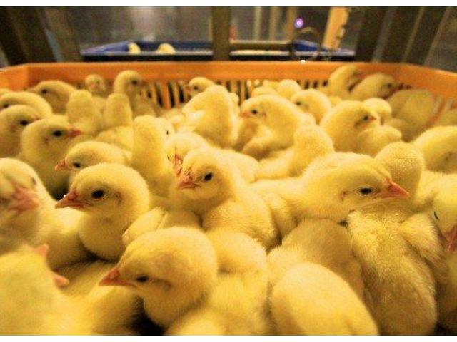 Big Broiler Chicken live 2.5-3kg for sale